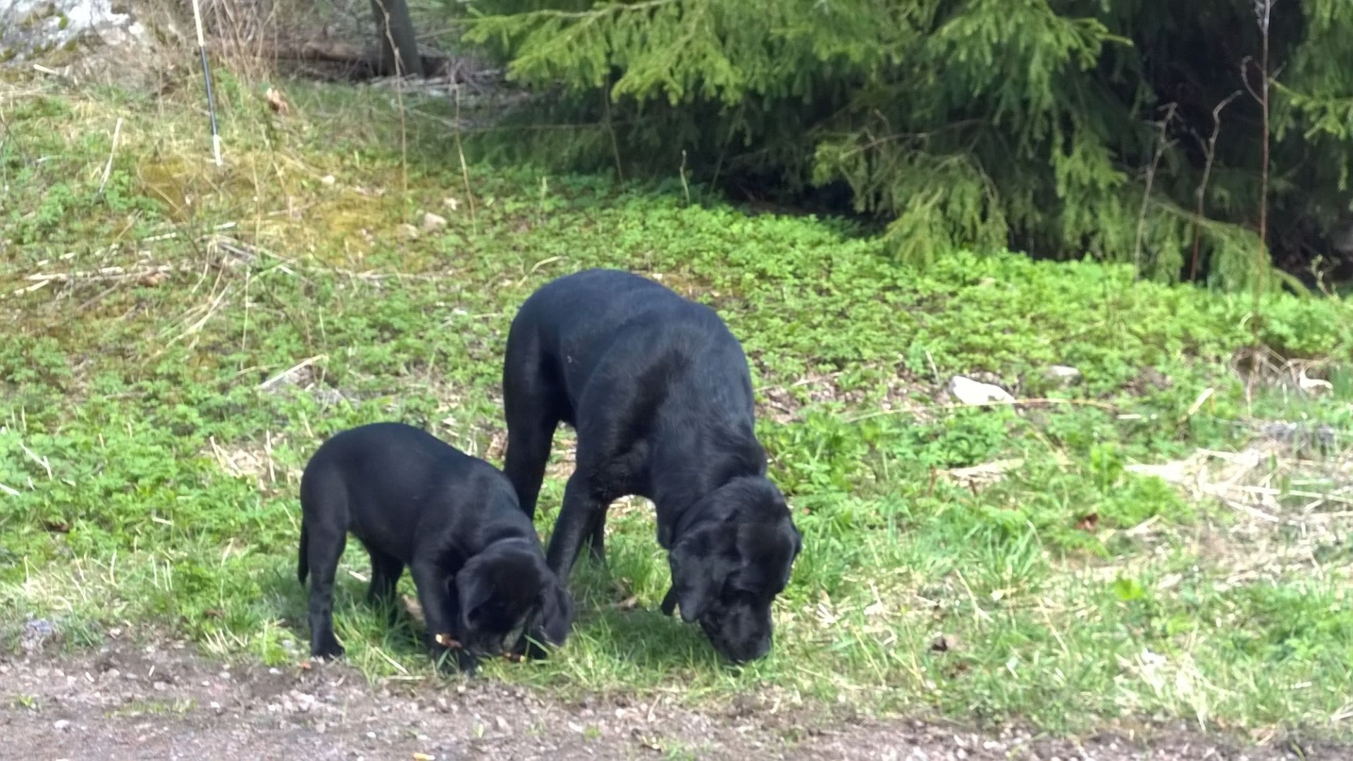 Koiranpennun ostajalle :: Puistokujan